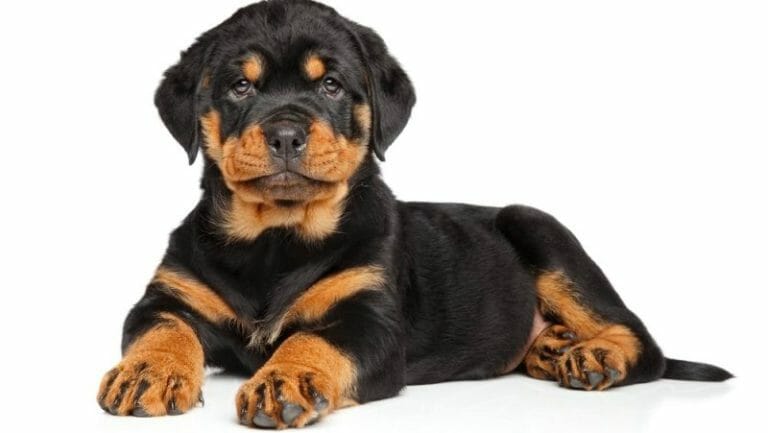 Rottweiler Size Chart | Growth & Weight Chart