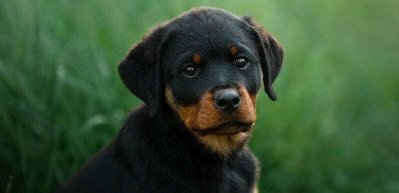 Rottweiler Size Chart | Growth & Weight Chart