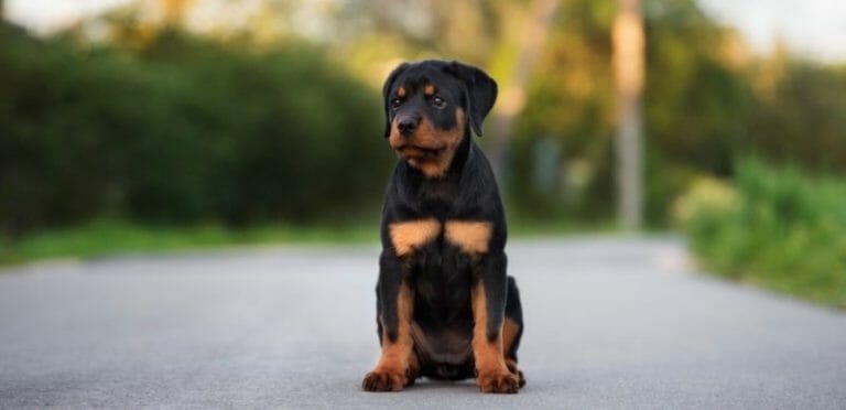 12 Small Guard Dogs | Best Small Dog Breeds To Protect You