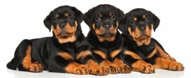 Rottweiler Size Chart | Growth & Weight Chart