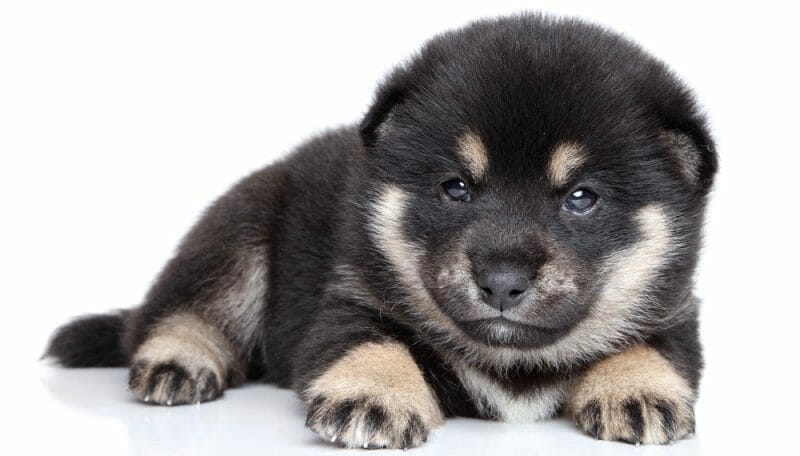 Shiba Inu Size Chart | Growth & Weight Chart