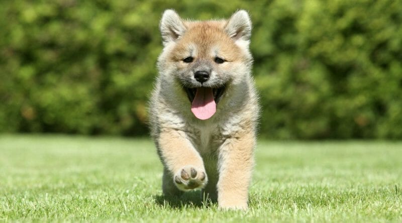 Shiba Inu Size Chart | Growth & Weight Chart