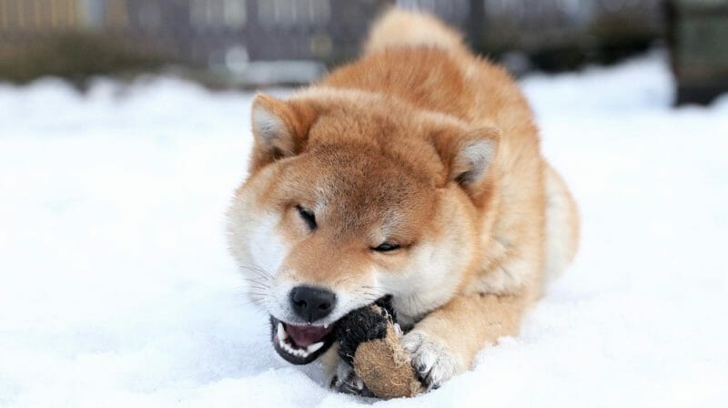 Shiba Inu Size Chart | Growth & Weight Chart