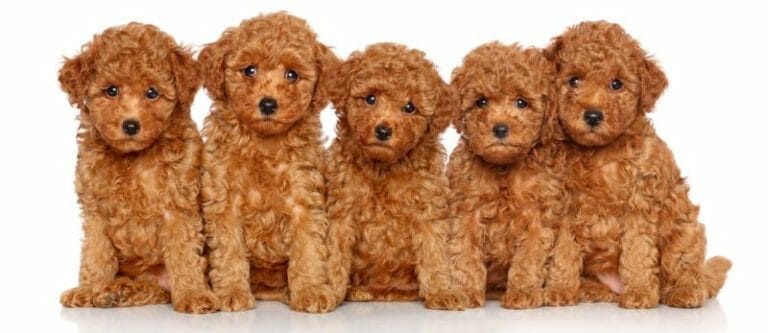Toy Poodle Weight Chart | Size & Growth Chart