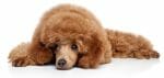 Toy Poodle Weight Chart | Size & Growth Chart