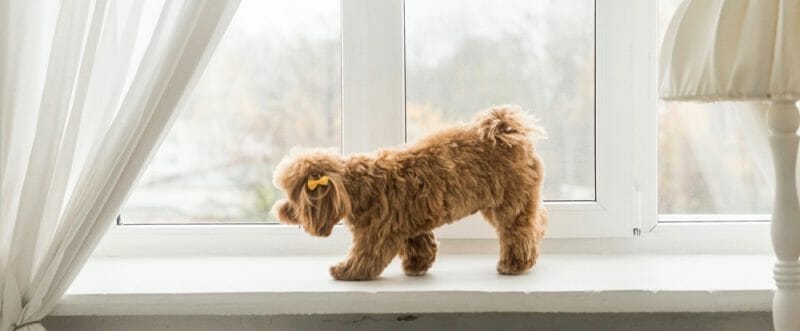Toy Poodle Weight Chart | Size & Growth Chart