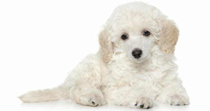 Toy Poodle Weight Chart | Size & Growth Chart