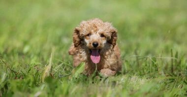 Toy Poodle Weight Chart | Size & Growth Chart