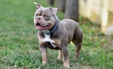 American Bully Colors: Coat And Color Chart