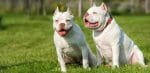 American Bully Colors: Coat And Color Chart