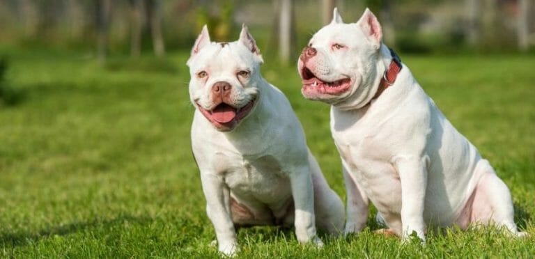 American Bully Colors: Coat And Color Chart