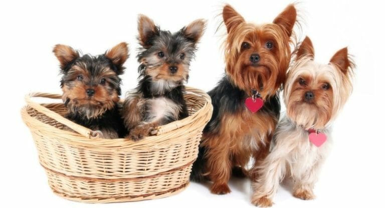 Yorkie Size Chart | Growth & Weight Chart