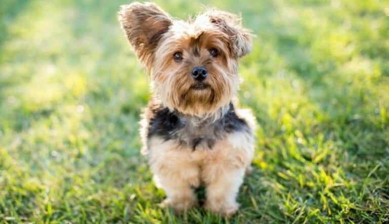 Yorkie Size Chart | Growth & Weight Chart