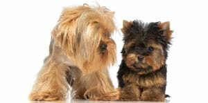 Yorkie Size Chart | Growth & Weight Chart