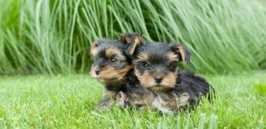 Yorkie Size Chart | Growth & Weight Chart