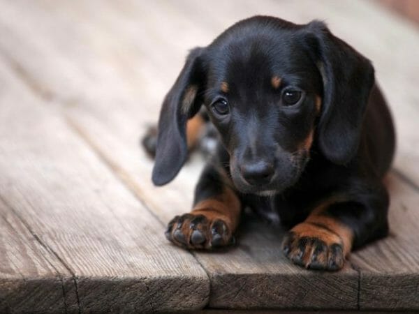 German Shorthaired Pointer Growth Chart | GSP Weight & Size