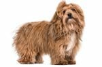 Havanese Growth Chart | Size & Weight Chart