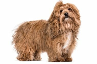 Havanese Growth Chart | Size & Weight Chart