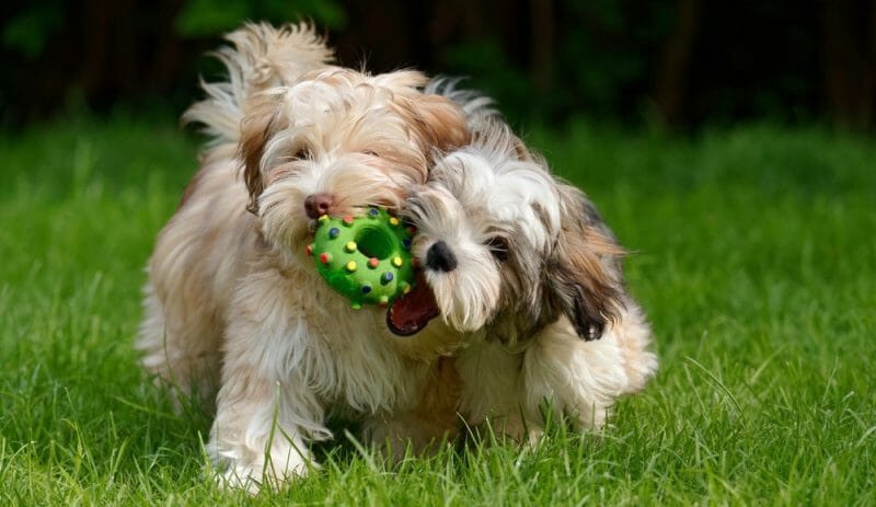 Havanese Growth Chart | Size & Weight Chart