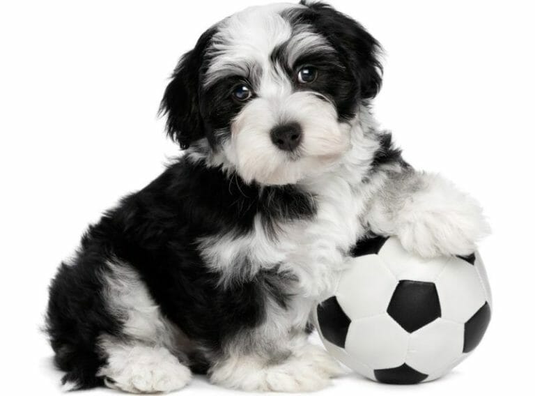 Havanese Growth Chart | Size & Weight Chart