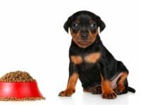 Miniature Pinscher Weight Chart | Size & Growth Chart