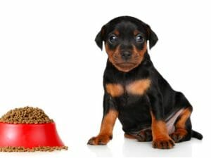 Miniature Pinscher Weight Chart | Size & Growth Chart