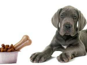 German Shorthaired Pointer Growth Chart | GSP Weight & Size