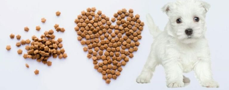 German Shorthaired Pointer Growth Chart | GSP Weight & Size