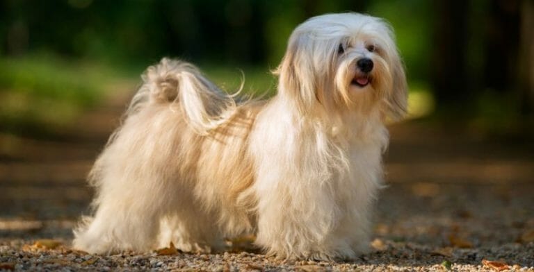 Havanese Growth Chart | Size & Weight Chart