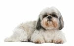 Shih Tzu Size Chart | Growth & Weight Chart