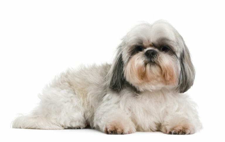 Shih Tzu Size Chart | Growth & Weight Chart