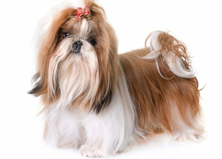 Shih Tzu Size Chart | Growth & Weight Chart