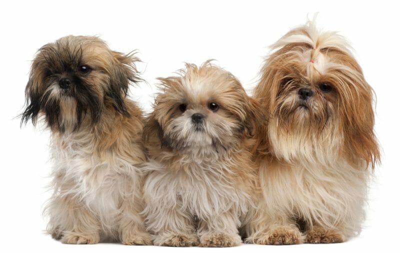 Shih Tzu Size Chart | Growth & Weight Chart