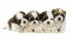 Shih Tzu Size Chart | Growth & Weight Chart