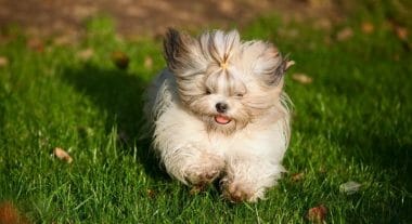 Shih Tzu Size Chart | Growth & Weight Chart