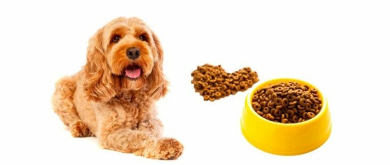 How Much To Feed A Cockapoo Puppy | Cockapoo Feeding Chart