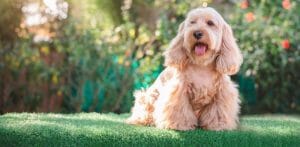 How Much To Feed A Cockapoo Puppy | Cockapoo Feeding Chart
