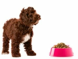 How Much To Feed A Shih-Poo Puppy | Feeding Chart