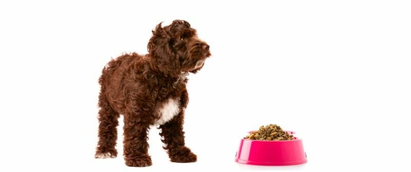 How Much To Feed A Cockapoo Puppy | Cockapoo Feeding Chart