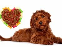 How Much To Feed A Chiweenie Puppy | Feeding Chart