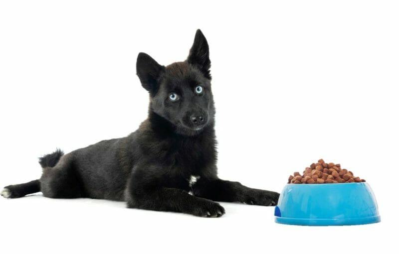 How Much To Feed A Pomsky Puppy | Feeding Chart