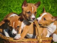 How Much To Feed A Springer Spaniel Puppy | Feeding Chart