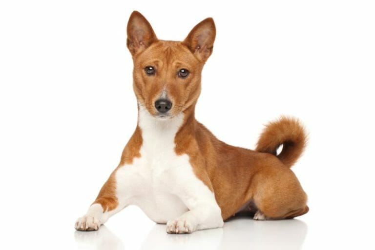 Basenji Growth Chart | Weight & Size Chart