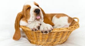 Basset Hound Growth Chart | Weight And Size Chart