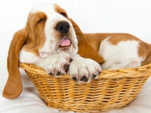 How Much To Feed A Springer Spaniel Puppy | Feeding Chart