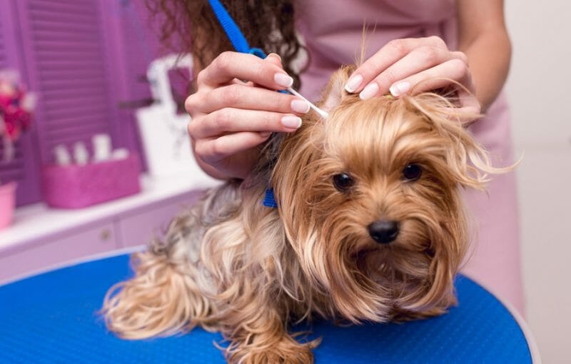 Irish Setter Growth Chart | Weight & Size Chart