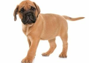English Mastiff Growth Chart | Weight & Size Chart