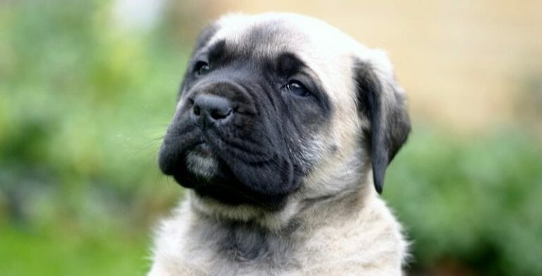 English Mastiff Growth Chart | Weight & Size Chart