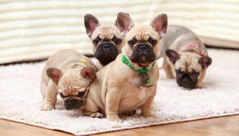 French Bulldog Size Chart | Weight & Growth Chart