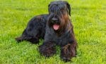 Giant Schnauzer Growth Chart | Weight & Size Chart